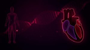 Pr Qt Interval Ecg Signaling: стоковое видео (без лицензионных платежей), 1051618816 | Shutterstock