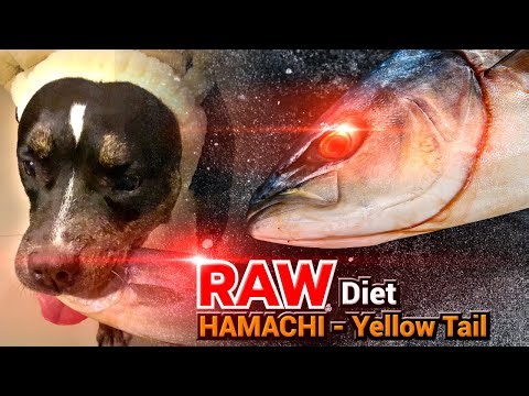♠️🐶Omega3 ULTIMATE: Can dog eats a Whole RAW FISH: HAMACHI 🇯🇵🐟? [ASMR] 犬が生の肉を食べる[咀嚼音] EP.46 of 2025