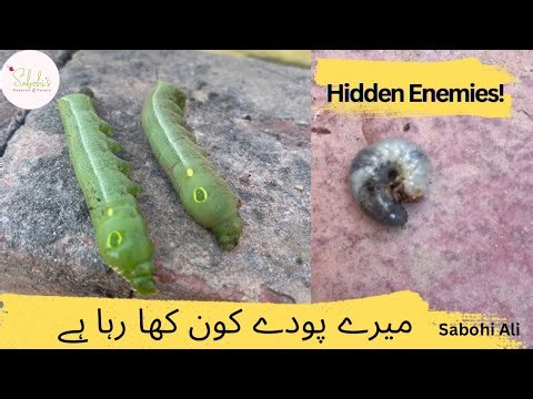 Danger in My Garden| Hippotion Celerio & White Grubs| How to Identify & Eliminate Naturally