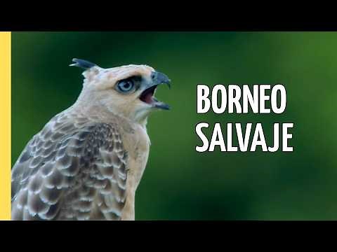 Borneo: La Selva Tropical Más Biodiversa del Mundo | Episodio Completo