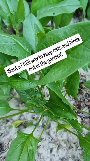 Natural waste free pest control that is in most people's kitchen. Your morning caffeine hit just got a whole lot more meaningful. Give yourself and the pests a kick!! 🐦😽 Sprinkle the coffee grounds round your plants. Then reapply once the coffee has broken down and lost its smell. #gardeninghacks #sustainableliving #naturalgardening #naturefuelledlife #naturalpestcontrol #organic #veggiegarden #organicgardening #woolgardenmulch | Nature Fuelled Life