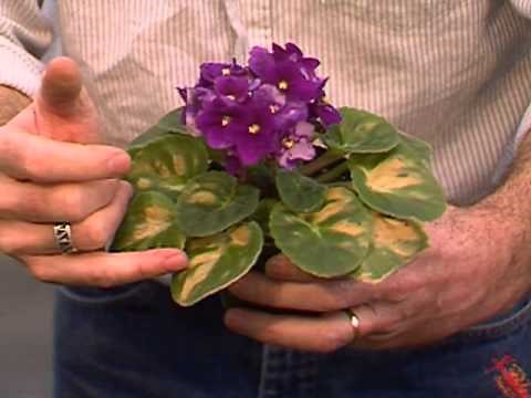 Houseplants: Flowering plants