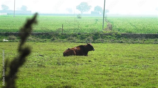 Jersey Cow Resting and Chewing Cud in Lush Green Pasture – Dairy Farming and Sustainable Agriculture Concept 4K video
