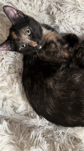 Aponi December 4 months growth #adoreble #health #growing #cutecat #kitty #happylife