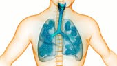 3D Animation Concept of Human Respiratory System Lungs with Alveoli...