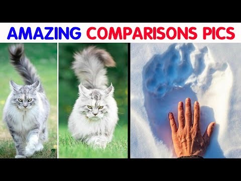 These 50 Comparison Pics Might Give You A Fresh Perspective On The World