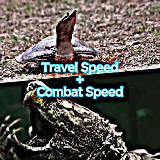 Alligator Snapping Turtle vs Giant Softshell Turtle
