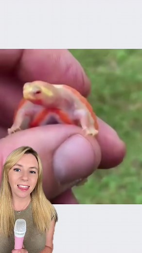 Hope the turtle was born with a very rare condition: her heart was exposed. Even though she had little chance of survival, Mike took her in and cared for her with such love and attention that she is now almost 5 years old and thriving. See Mike, Hope, and Mike’s other animals on his account: aquamike23 (IG and TikTok) 📸 aquamike23 #animalrescue #turtletok #turtle #goodnews #positivecontent #faithinhumanityrestored | That Good News Girl