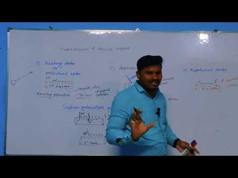 Transmission of nerve impulses: how our body communicates.