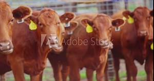 Beefmaster Cow Herd Looking At The Camera While Chewing Cud. medium shot
