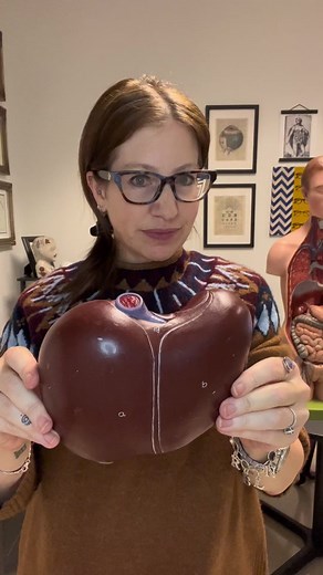 Understanding the Functions of the Liver Anatomy