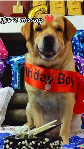 #mhaedit miss you leo😭 #trendingshorts #viralvideo