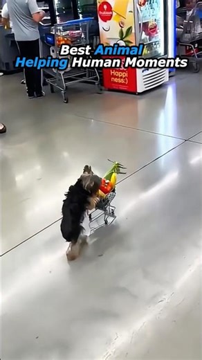 Animals Helping Humans 🤝❤