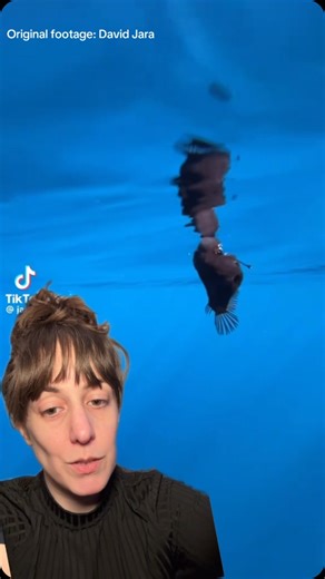 Brenna Perez on Instagram: "The angler fish’s real size (Original footage: @jara.natura ) #anglerfish #blackdevil #tenerife #heartwarming #marinebiology #science #news #fyp"