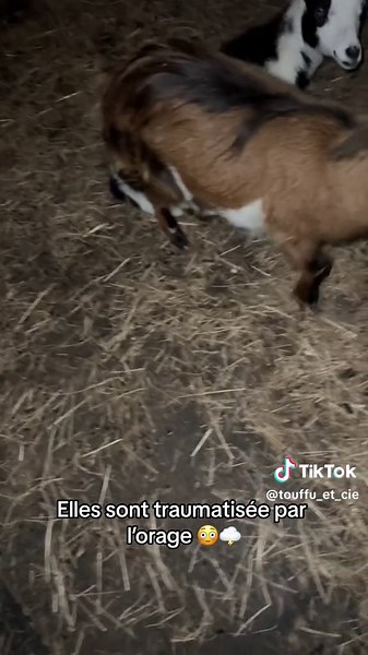 #dog #corgi #chien #pet