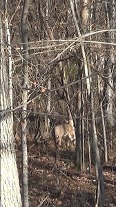 Deer vs .308 Winchester XPR