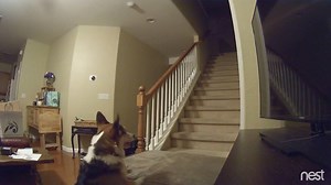 The Great Corgi Escape, #caughtonNestCam. http://bit.ly/hellonestcam | Google Nest