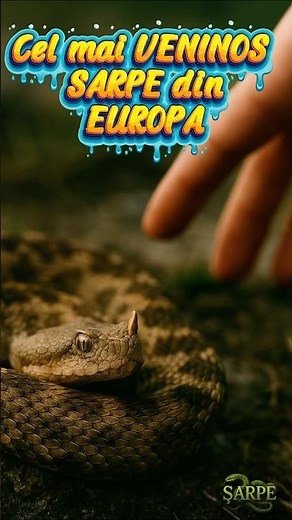 The horned viper from Romania 🐍⚠️ The most venomous snake in Europe