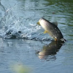 The old smash and grab! 🏴󠁧󠁢󠁥󠁮󠁧󠁿 | Loop Tackle