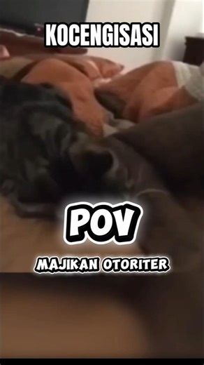 Majikan otoriter 🐱 #shorts #kucing #kucinglucu