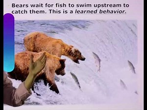 Behavioral adaptation. Instinct. hibernation. migration.