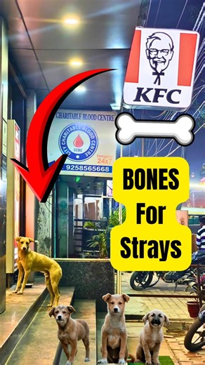 Shiva Asal on Instagram: "Requesting everyone to share this as much as you can to every person you know who goes to KFC and is a dog lover. This way you will feed yourself and the poor baby waiting outside too. Just in case you dont have any dogs outside KFC then kindly keep the bucket with you and you will surely find them around in 1km radius for sure. This will be a great initiative across India if shared with all peope you know. Do you agree 💯? #doglovers #kfc #chicken #dogsofinstagram #str