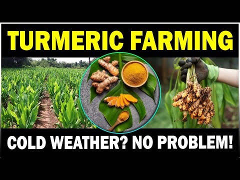 How to Grow Turmeric in Winter | Complete Winter Turmeric Farming Guide