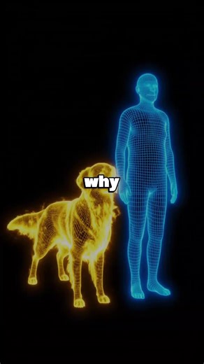 A psychological breakdown of how dogs detect danger before it happens by reading micro-signals in the human body and environment. #psychology #dogs #science #behavior #education