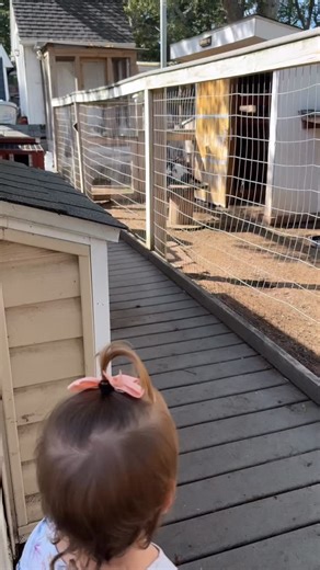 🔥Tiny farm boss on duty🔥 From goats to bunnies — she’s making her rounds! #Fireball #MiniFarmer #OurLittleCoop #FarmLife #farmkids #homesteading #backyardfarm #farmanimals #chickensofinstagram #chickens #backyardchickens #minipig #animalsofinsta #goats #bunnies | Our Little Coop