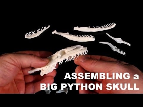 Assembling a Huge Snake Skull / Big Python / Exotic Pet Veterinary Anatomy Zoo Science