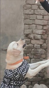 यह है असली वर्जिश रामपाल की घर बैठे 😂😂🦮🦮