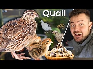 Raising Quail in my Aviary | 3/31