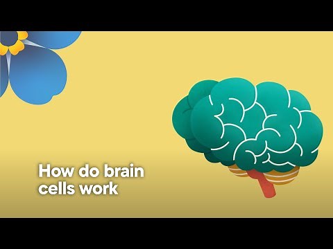 How do brain cells work?