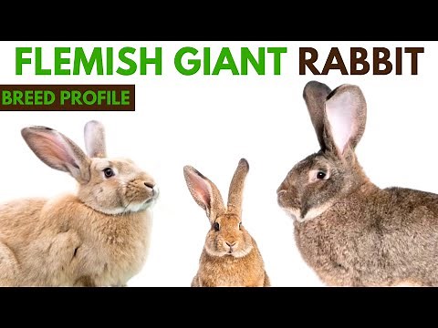 Flemish Giant Rabbit: The Gentle Giant | Traits, Care, Lifespan & More
