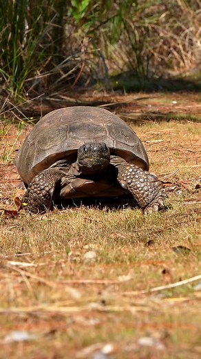 1.3K views · 56 reactions |  Gopher Tortoise on the move in search of premium vegetation! Did you know - They dig deep burrows that are used by many other species, making them a vital part of the ecosystem. #tortoise #reptiles #reptiles #wildlife #nature #wildlifephotographer #naturephotography #wildlifephotography #floridaphotographer #outdoors #sonyalpha #floridawildlife | Images By John Delhotal | Facebook