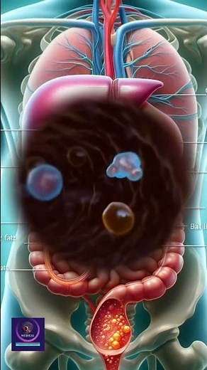 Role of the Liver and Gallbladder in Fat Digestion | Digestive System Function