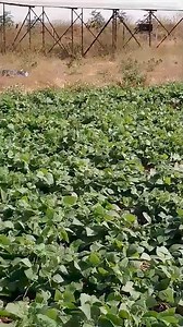 October beans harvest | African Farm Resource Centre