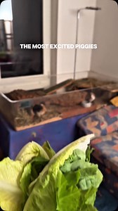 Love whenever they start zoom through their cage 🥰 . . #guineapigs #cute #funny #guineapigsofinstagram #humor | Stalder Jonah