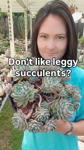 My Echeveria 'Nana Mini Hook' has been growing happily in this pot for the past couple of years, but I decided it was time for a time for a fix up! It was simple. I chopped off all the heads and replanted them! I even had enough left over to fill on some gaps on the landscape. If you plant fresh head cuts straight into soil like I did, remember to keep that soil dry until roots appear! #propagation #headchop #tidyup #propagate #echeveriananaminihook #leggy #succulentpropagation #succulentadvice 