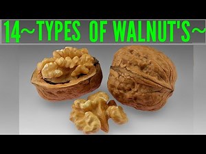 14 Types Of Walnut"s / Catagory Of Walnut / Walnuts Cultivation In India / Walnuts Varieties/Walnuts