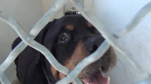 6.9K views · 362 reactions | RESCUED - moved to SAFE Album 07/13...