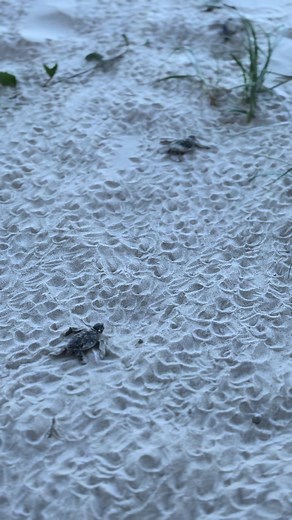 Turtle Hatching: Amazing Marine Life Moment