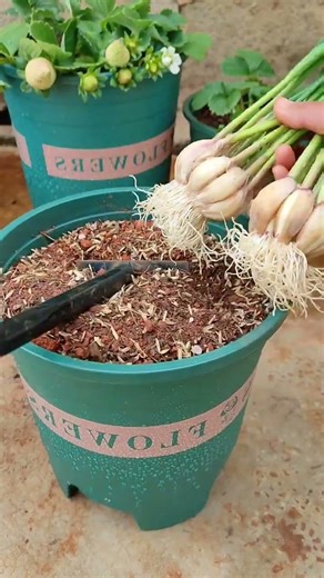 Methods for growing garlic shoots in planting pots