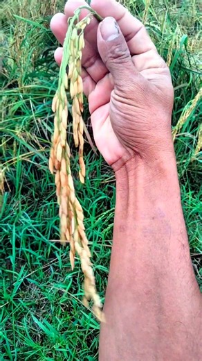 No insects come to destroy. #reels #fbreels | Sam Eans