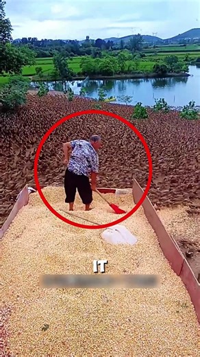 Method of raising one hundred thousand ducks on a farm🦆🤯#shots