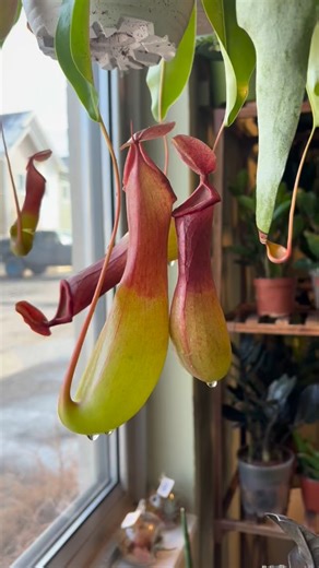 Have you ever looked inside a pitcher plant? #pitcherplant #carnivorousplantsofinstagram #carnivorousplantclub | Moss Houseplants