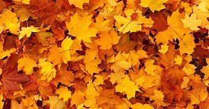 Think winter safety when finishing up your fall yard work