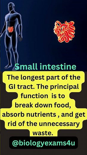 Difference between Small intestine and Large intestine