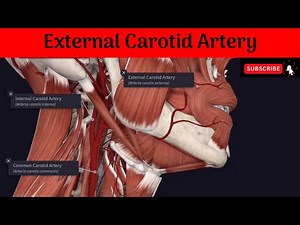 External Carotid Artery #Anatomy #mbbs #education #bds #headandneckanatomy #arteries