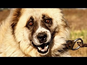 5 of the BIGGEST & BEST GUARD DOGS in the world!